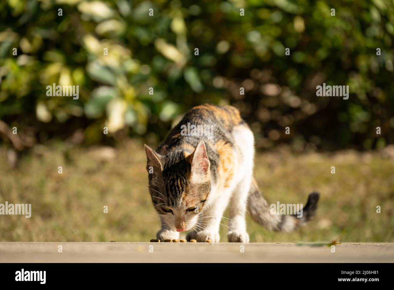 a wild cat eating food on the ground Stock Photo - Alamy