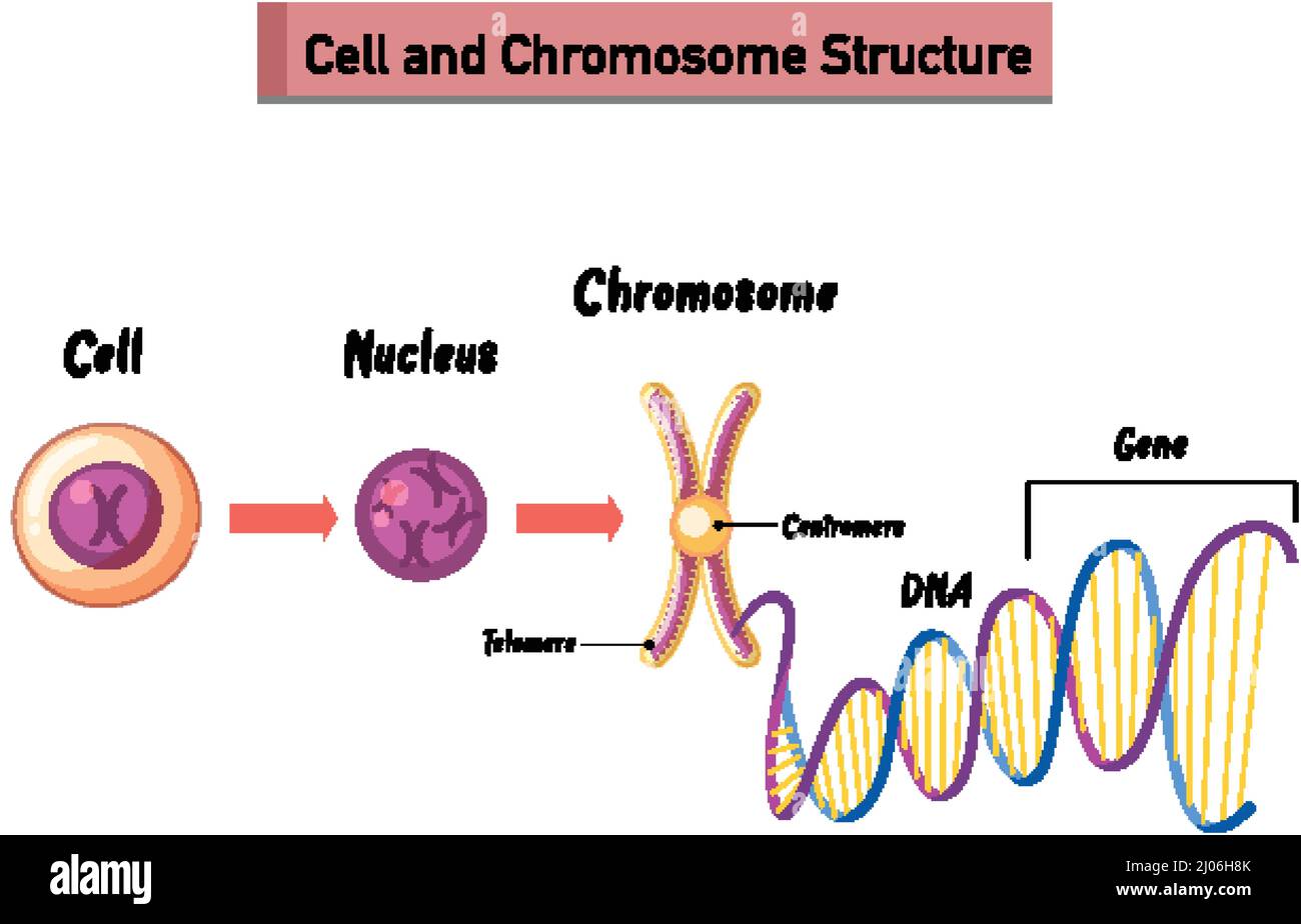 Cell And Chromosome Structure Infographic Illustration Stock Vector
