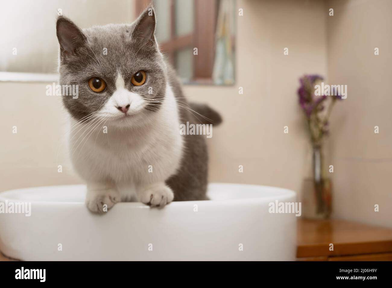 Standing in restroom hi-res stock photography and images - Alamy