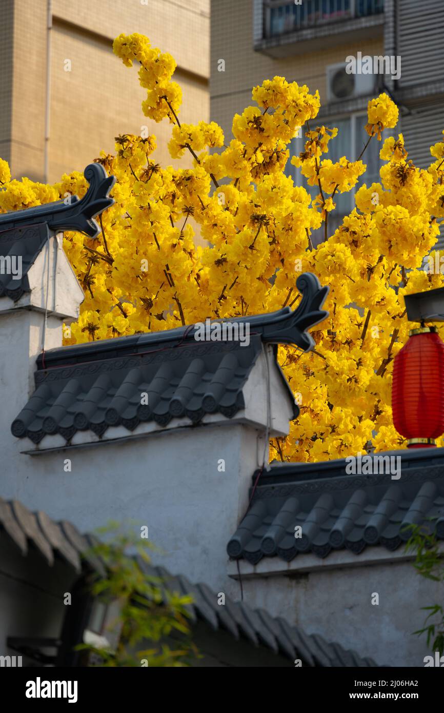 traditional Chinese building and blooming Guayacan or Handroanthus ...