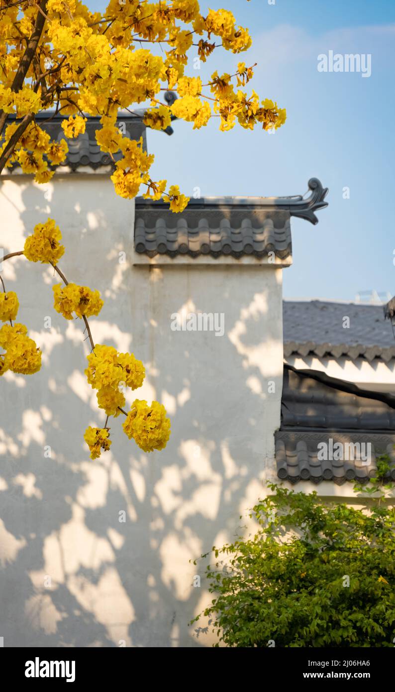 traditional Chinese building and blooming Guayacan or Handroanthus ...