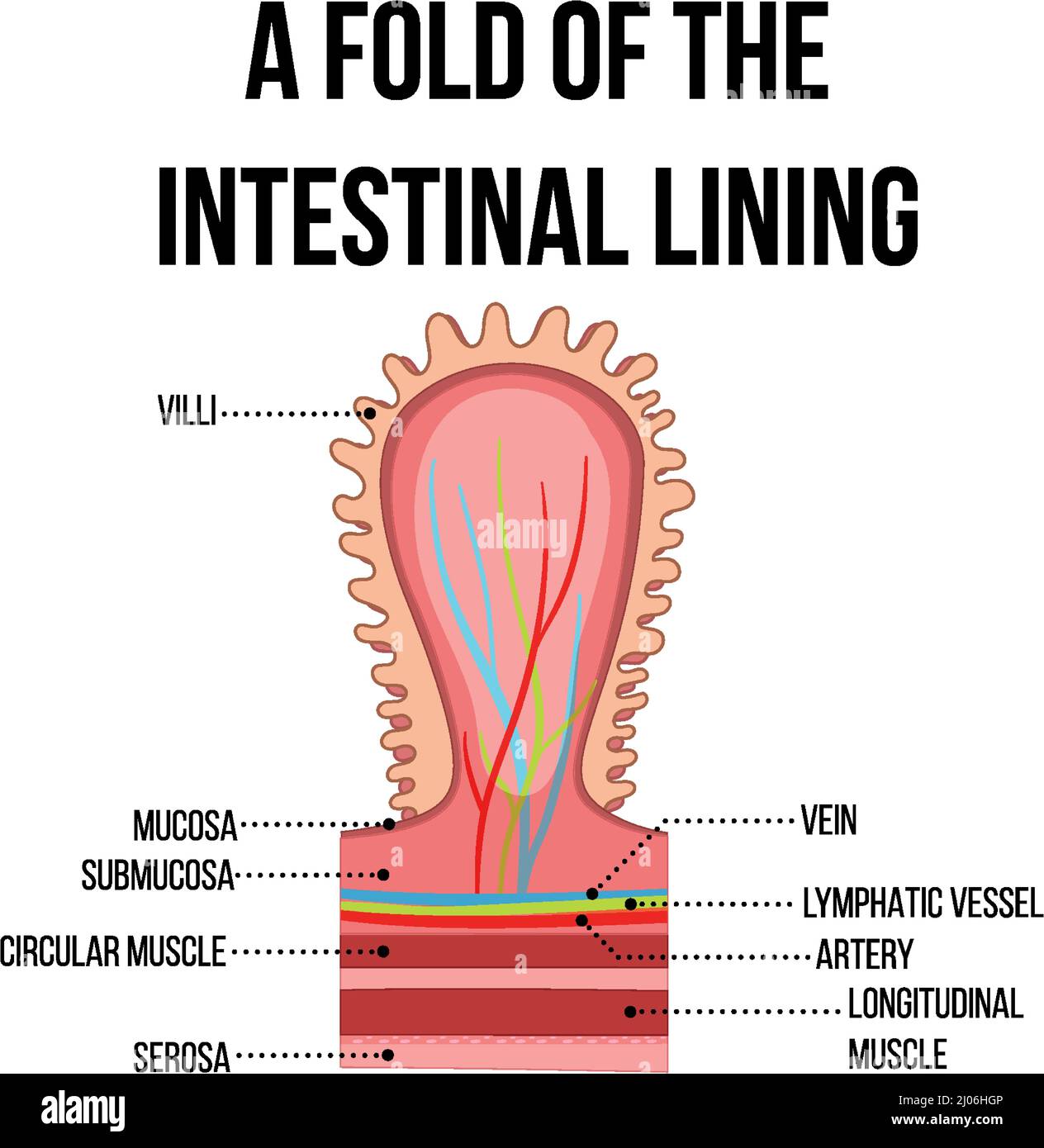 Diagram showing fold of intestinal lining illustration Stock Vector ...
