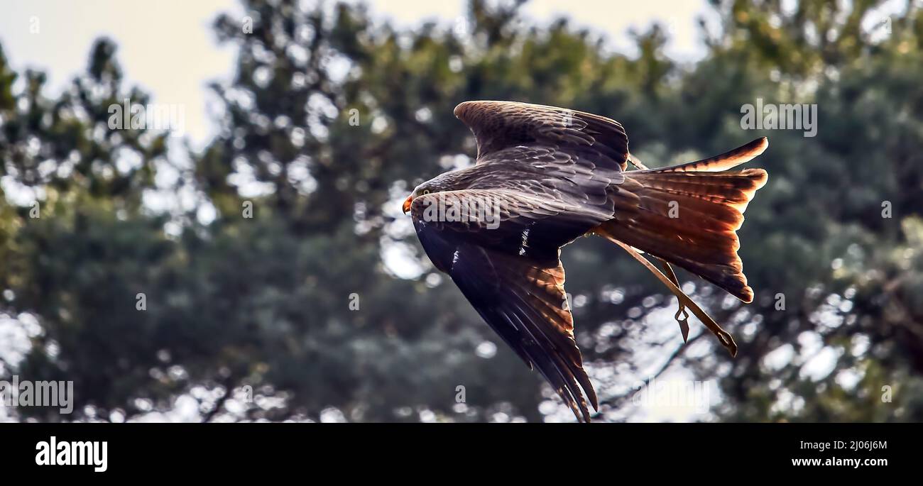 Natural view of an eagle flying in the wild park Gangelt, Germany Stock ...