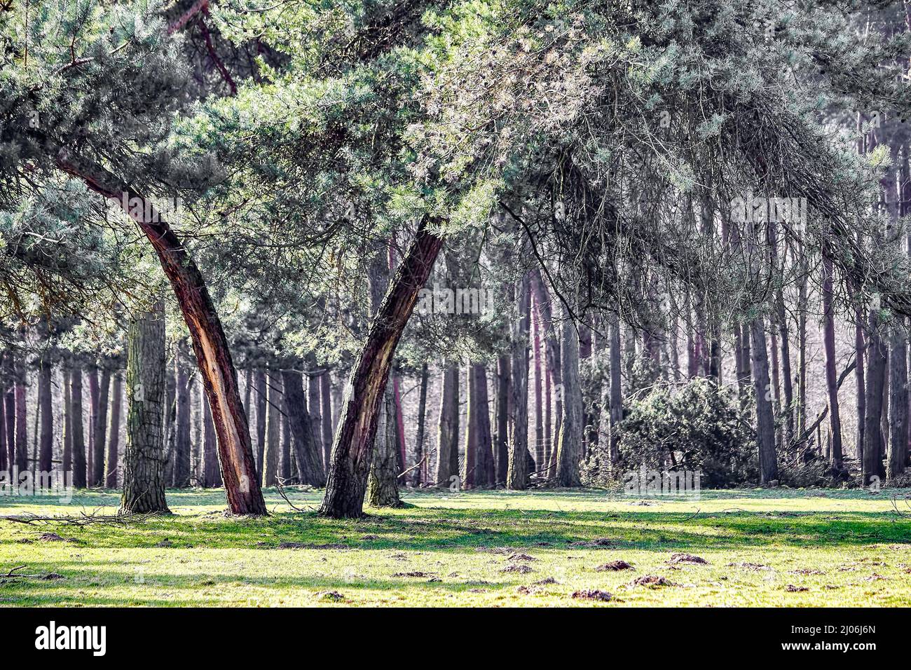 Landscape of curved trees in the green field Stock Photo - Alamy