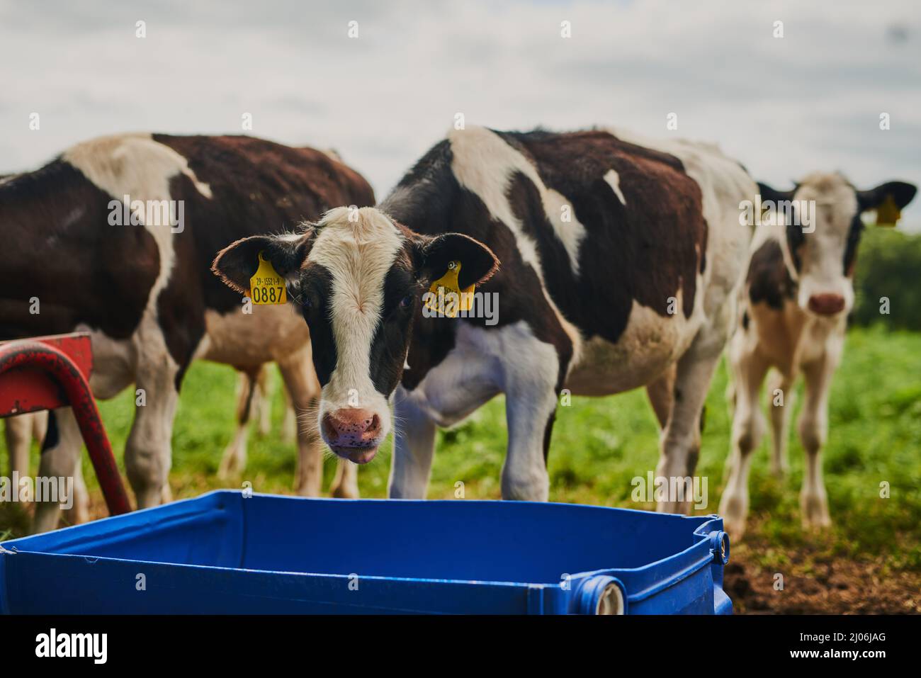 Real life with animals hi-res stock photography and images - Alamy