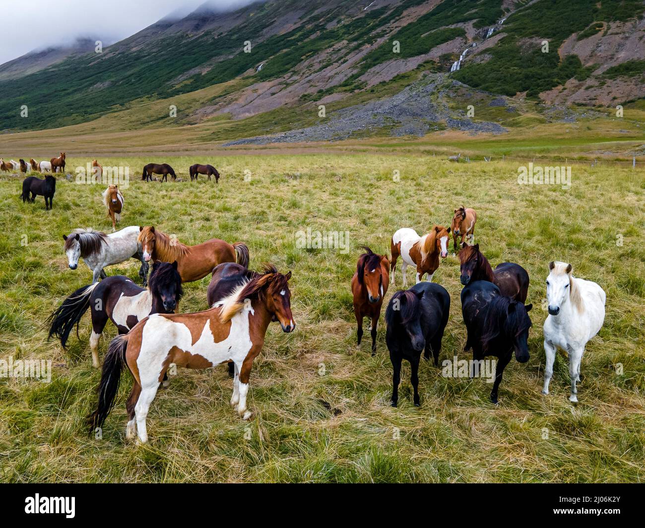 Aerial view of the magnificent Icelandic Horses - wild stallions Stock ...