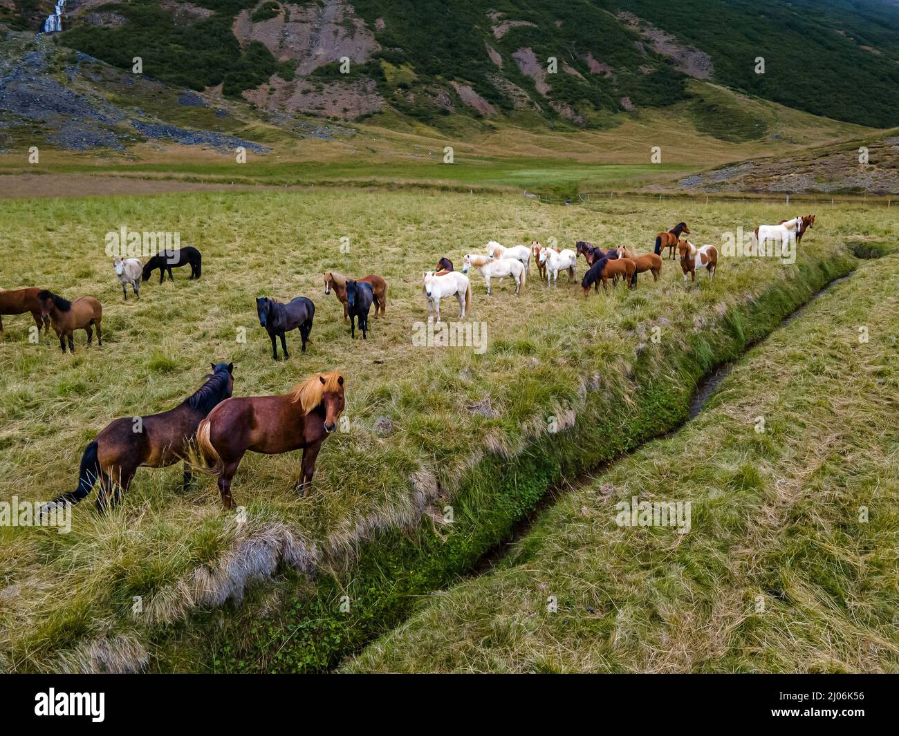 Aerial view of the magnificent Icelandic Horses - wild stallions Stock ...