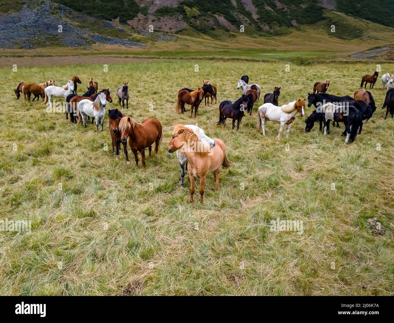 Aerial view of the magnificent Icelandic Horses - wild stallions Stock ...