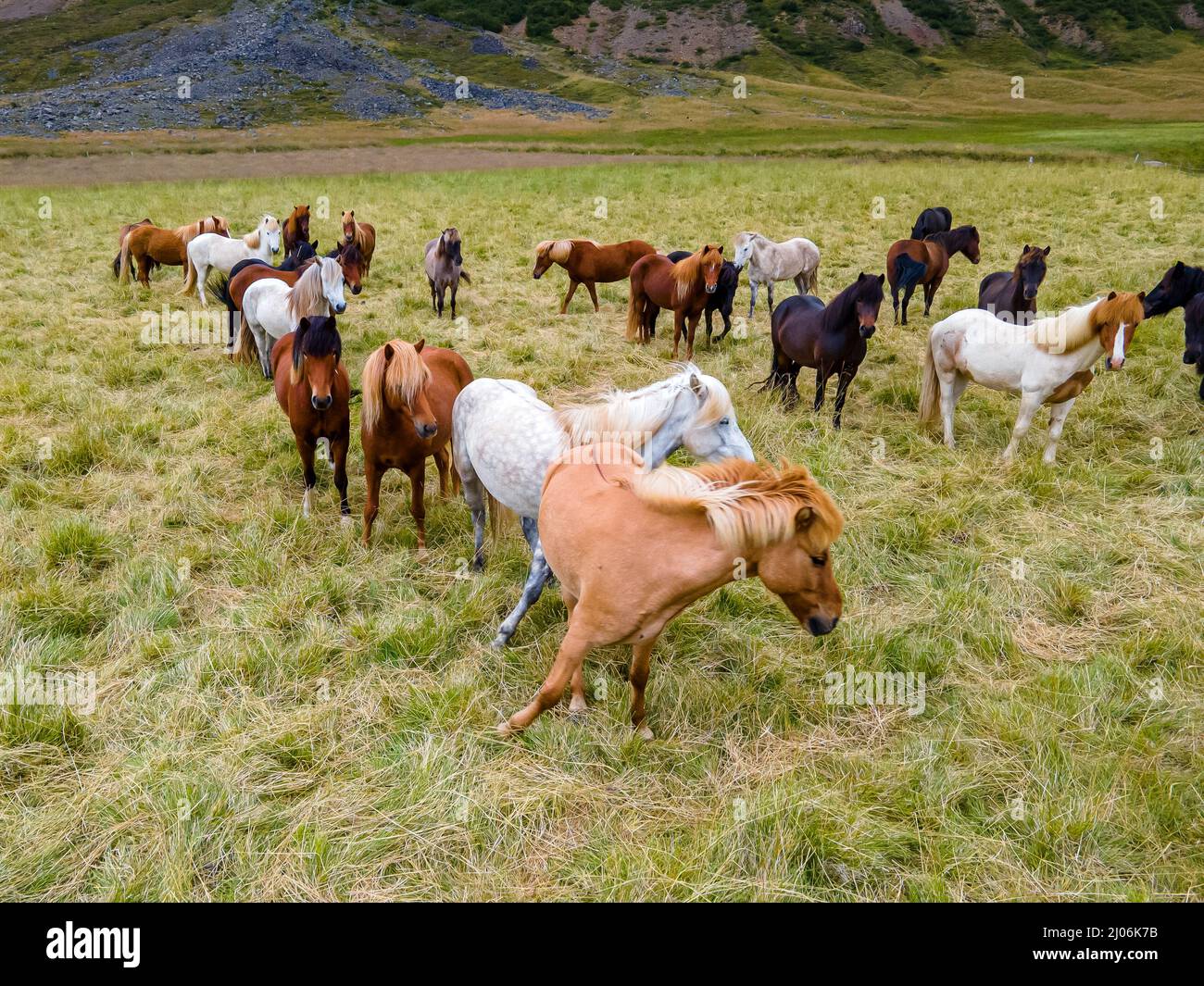 Aerial view of the magnificent Icelandic Horses - wild stallions Stock ...