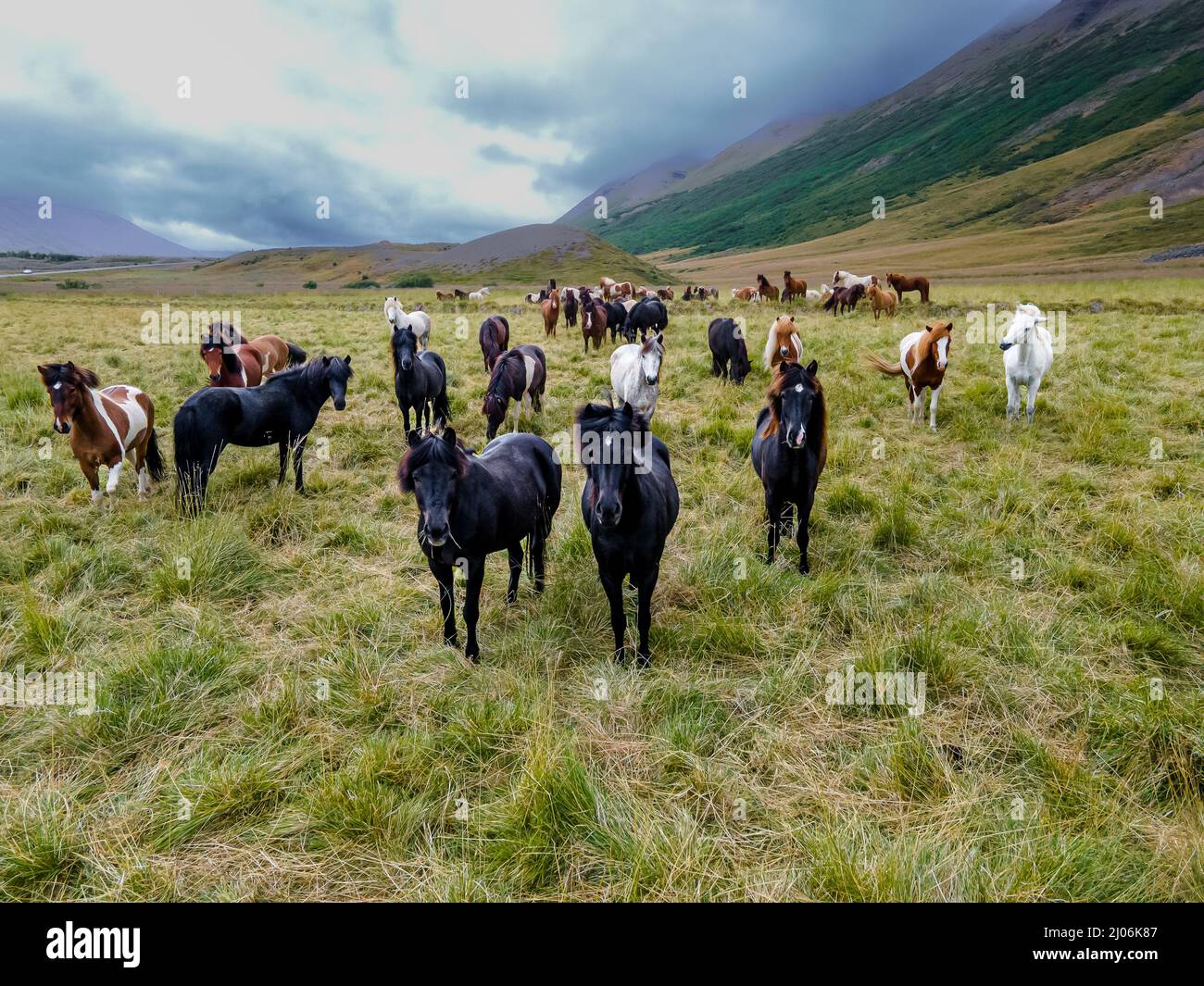 Aerial view of the magnificent Icelandic Horses - wild stallions Stock ...