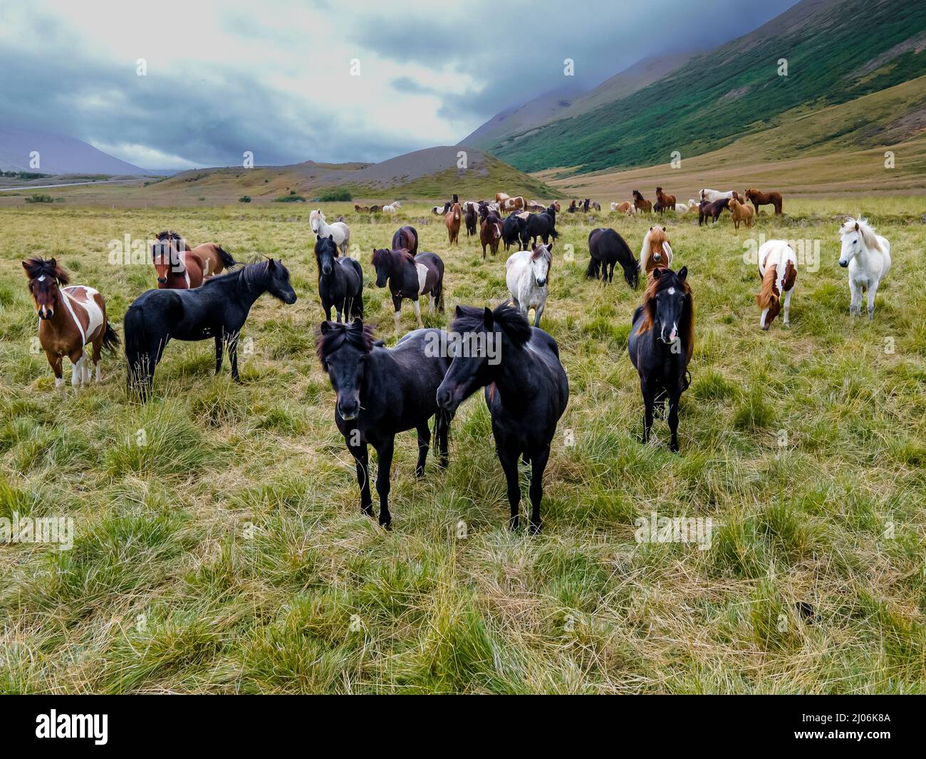 Aerial view of the magnificent Icelandic Horses - wild stallions Stock ...