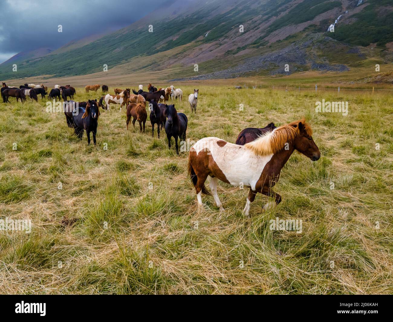 Aerial view of the magnificent Icelandic Horses - wild stallions Stock ...