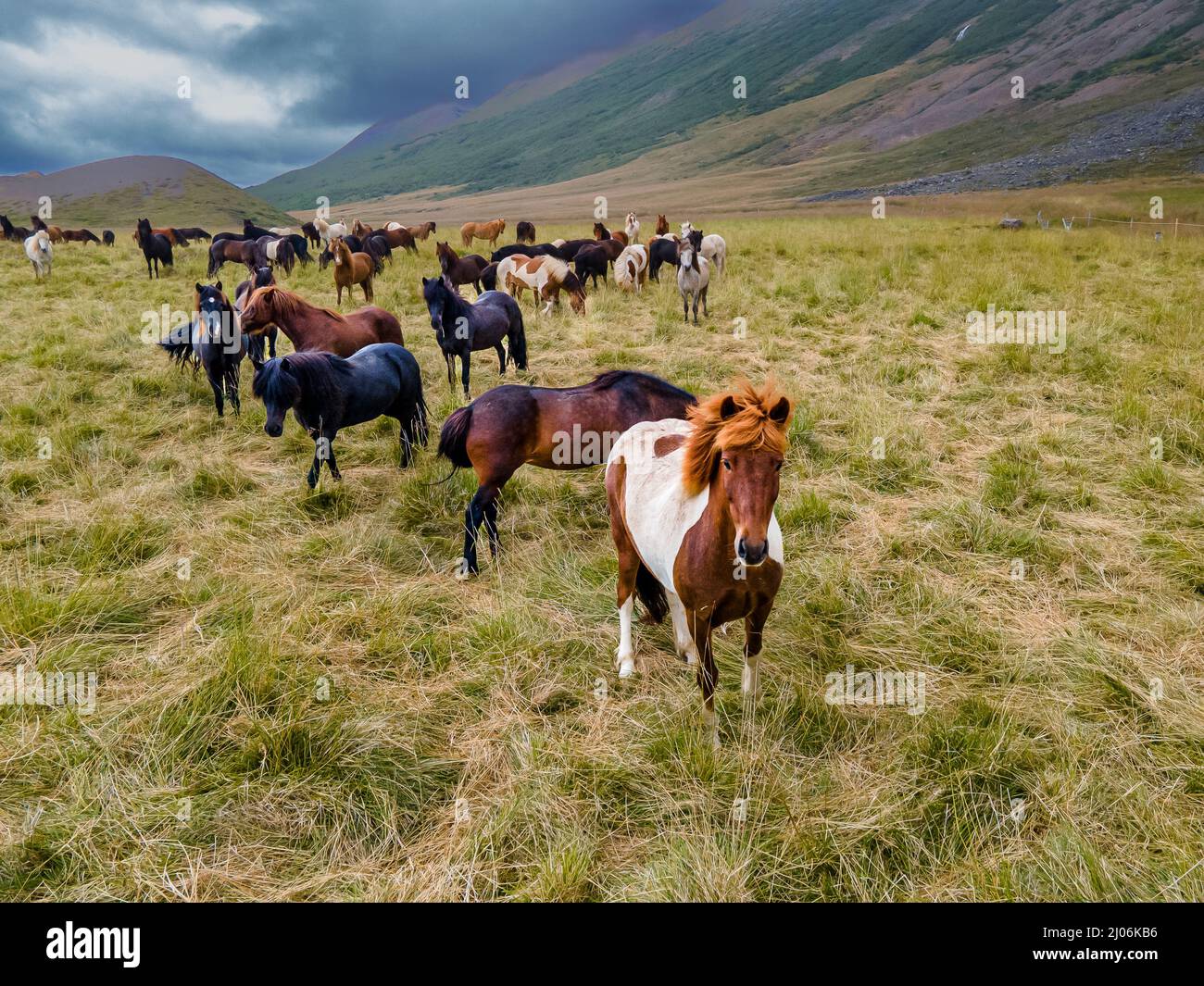Aerial view of the magnificent Icelandic Horses - wild stallions Stock ...