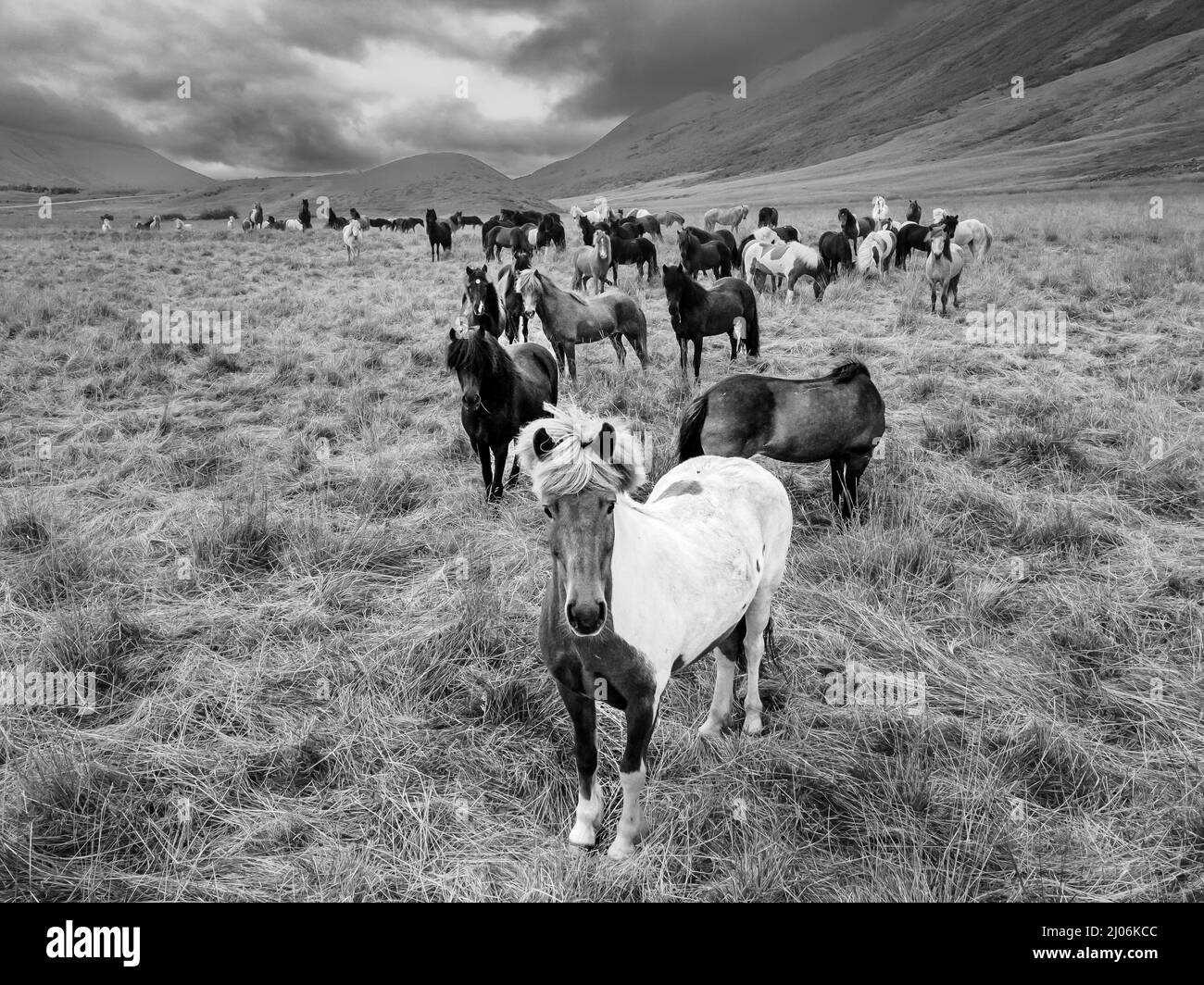 Aerial view of the magnificent Icelandic Horses - wild stallions Stock ...