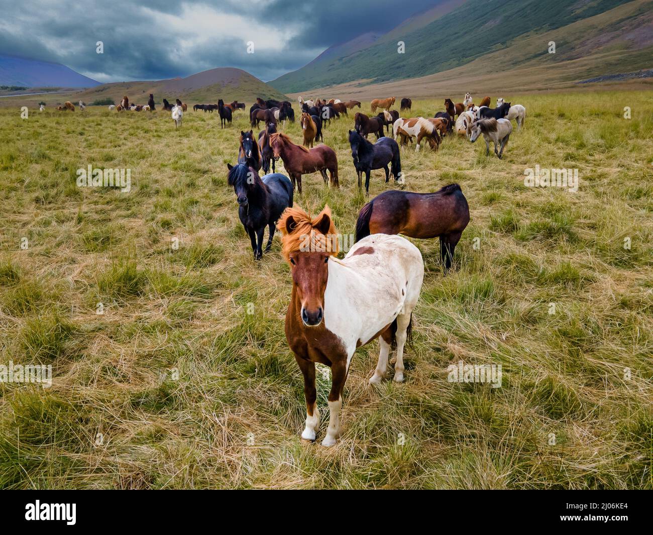 Aerial view of the magnificent Icelandic Horses - wild stallions Stock ...