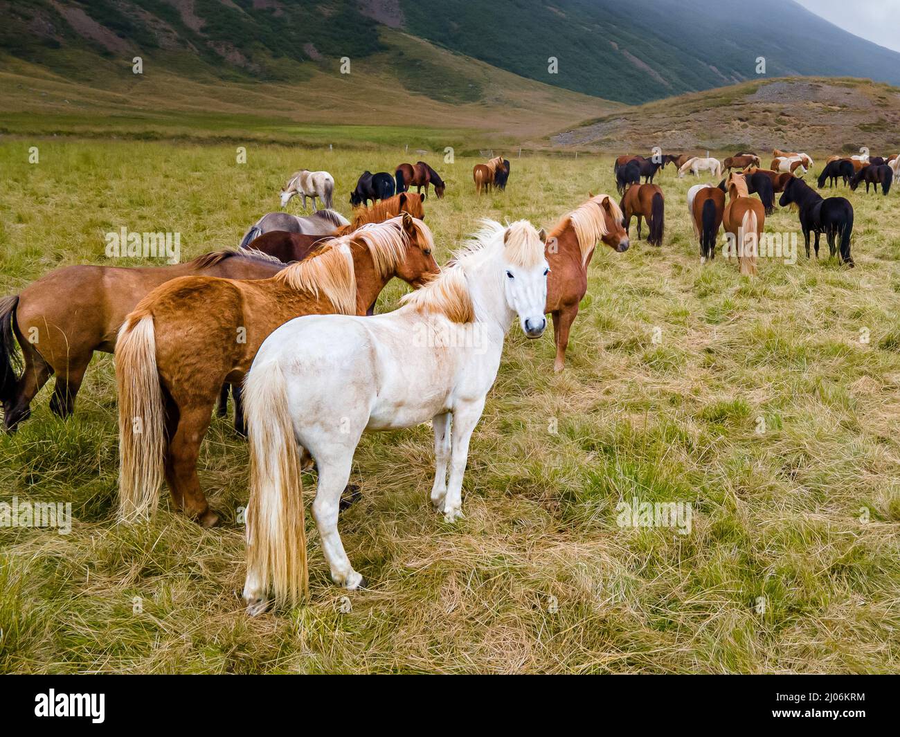 Aerial view of the magnificent Icelandic Horses - wild stallions Stock ...