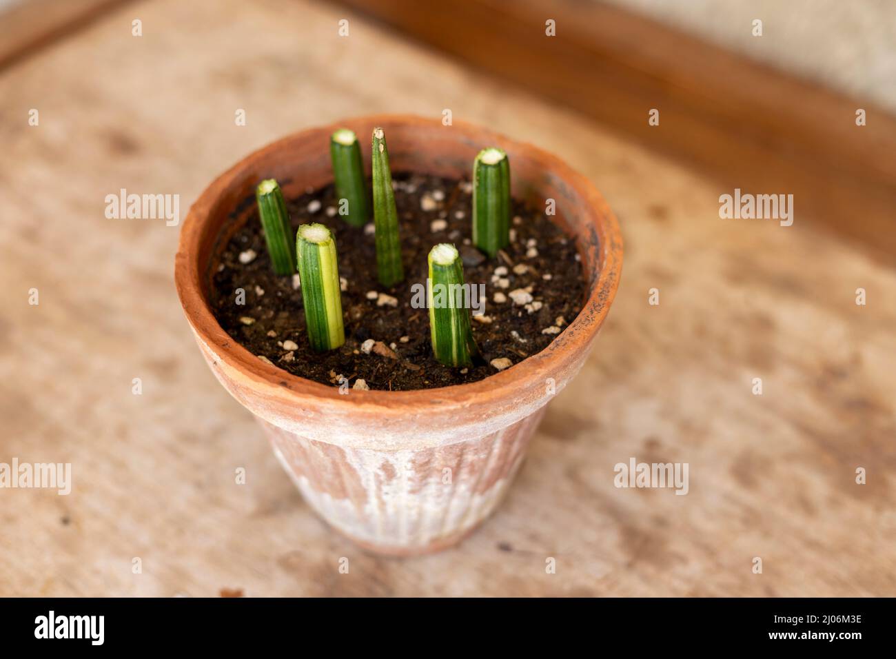 Rooting sansevieria cylindrica straight snake Plants Stock Photo - Alamy