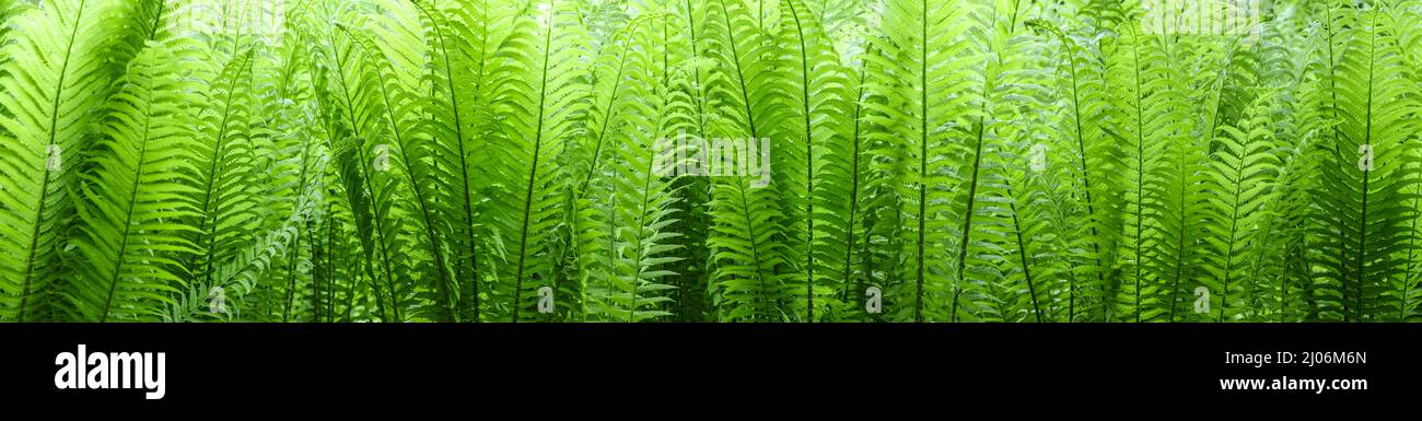 green ferns in a botanical garden. summer natural background. panoramic ...