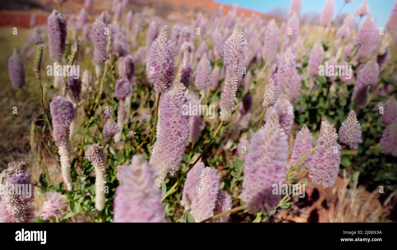 a close up of mulla mulla flowers growing in the northern territory ...