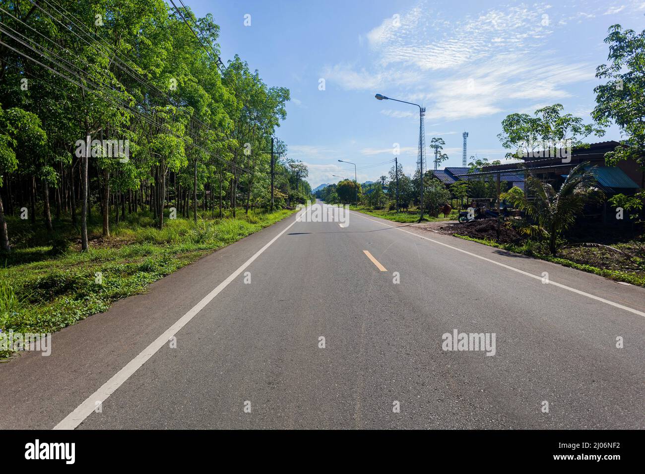 Asphalt road through forest Stock Photo - Alamy