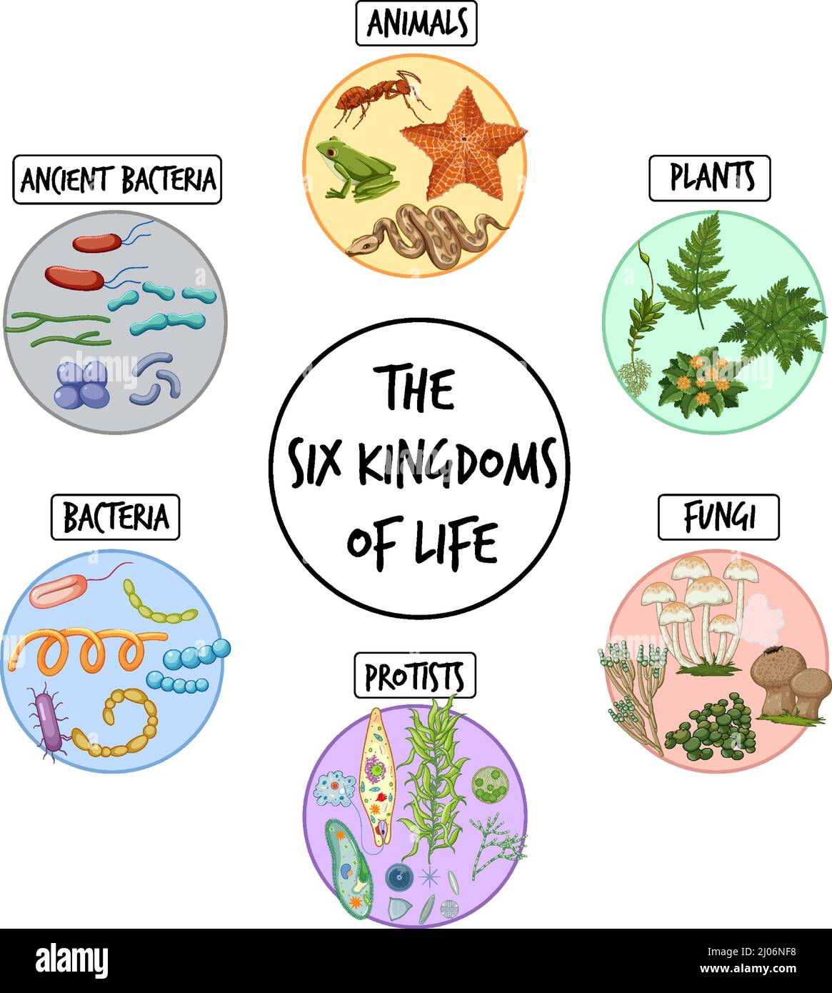 The six kingdoms of life illustration Stock Vector Image & Art - Alamy