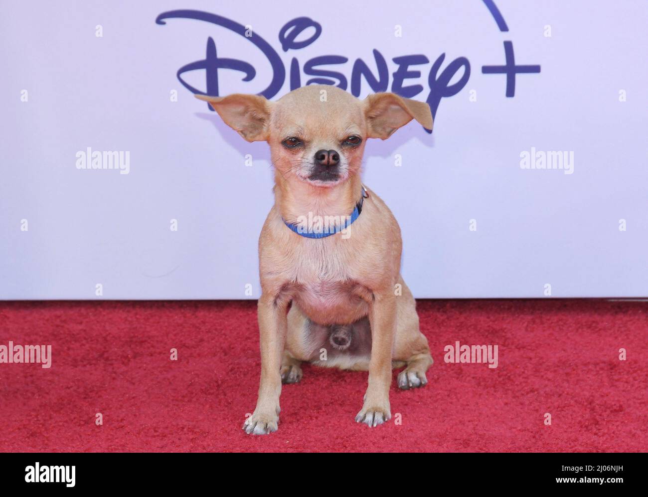 Johnny the dog arrives at Disney's CHEAPER BY THE DOZEN World Premiere ...