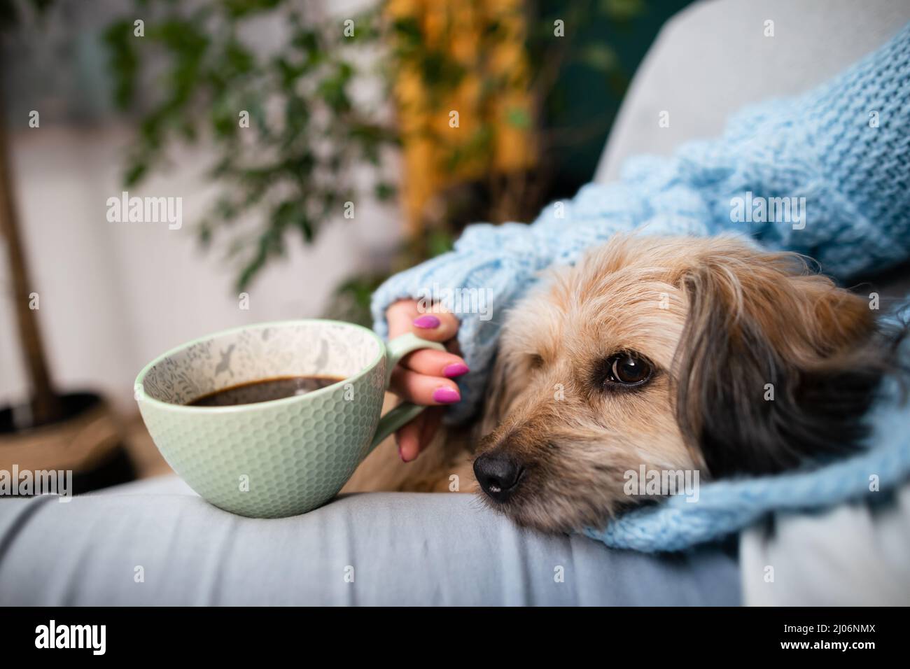 Dogs Drinking Coffee