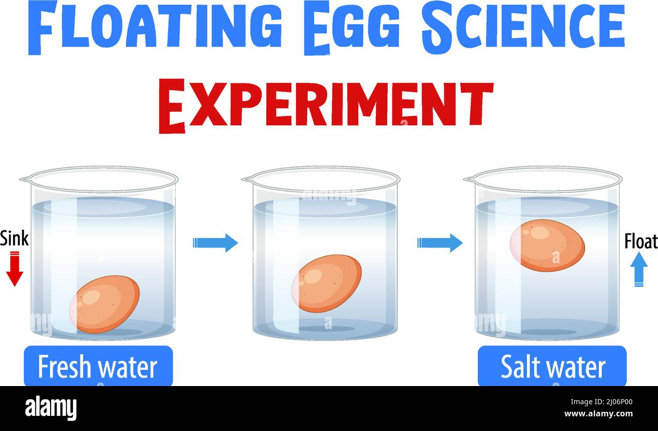 Diagram showing floating egg experiment illustration Stock Vector Image ...