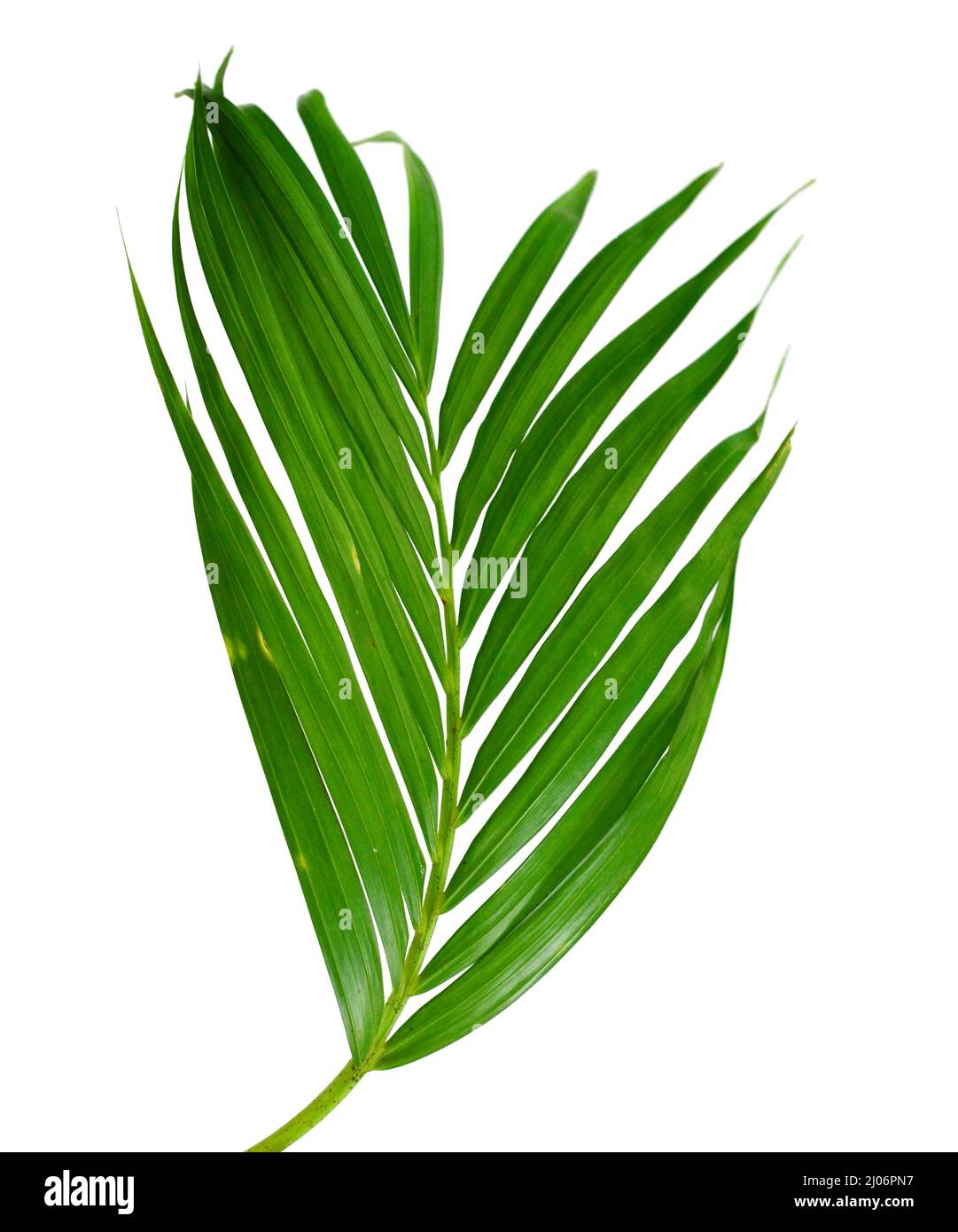very beautiful leaf Stock Photo - Alamy
