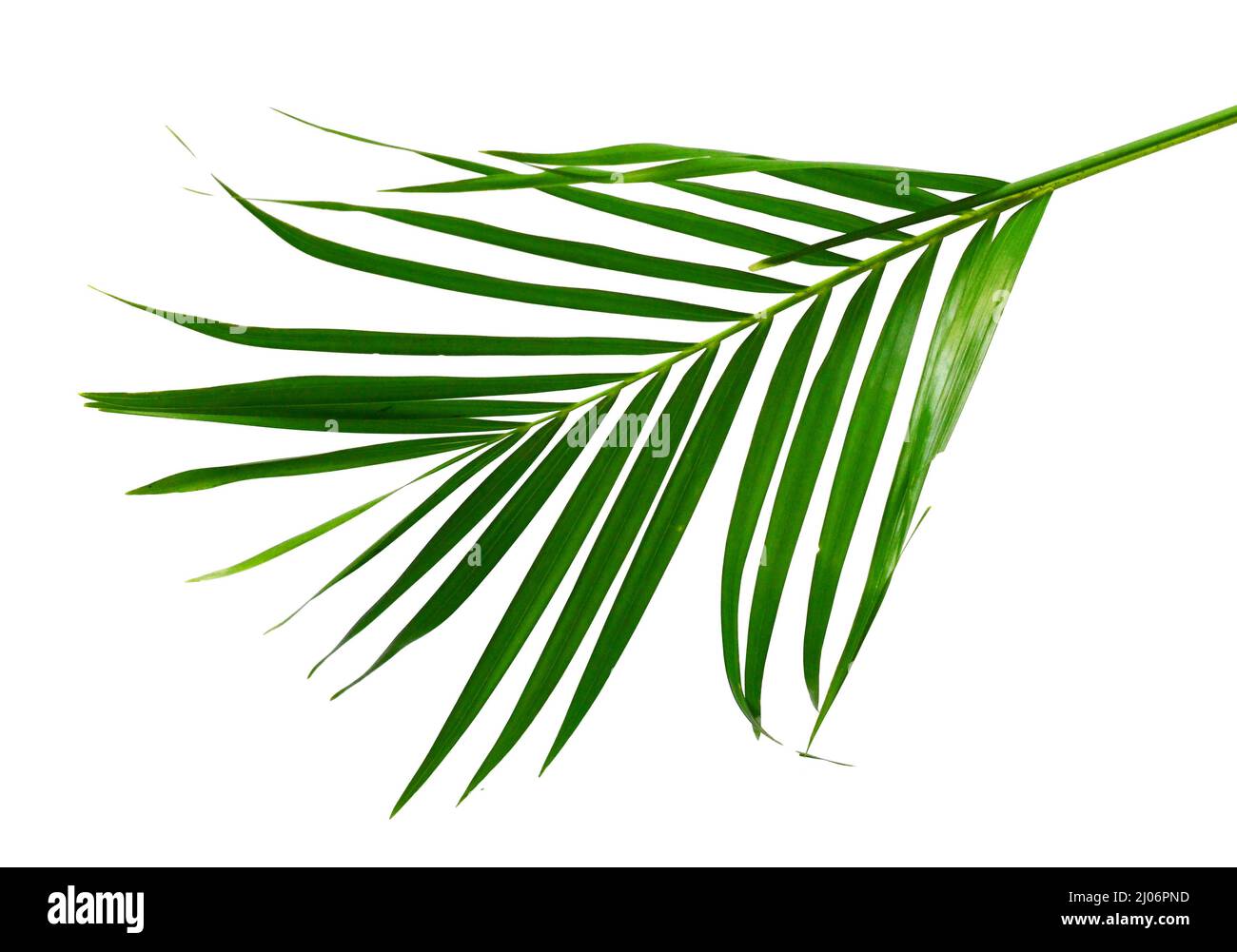 very beautiful leaf Stock Photo - Alamy