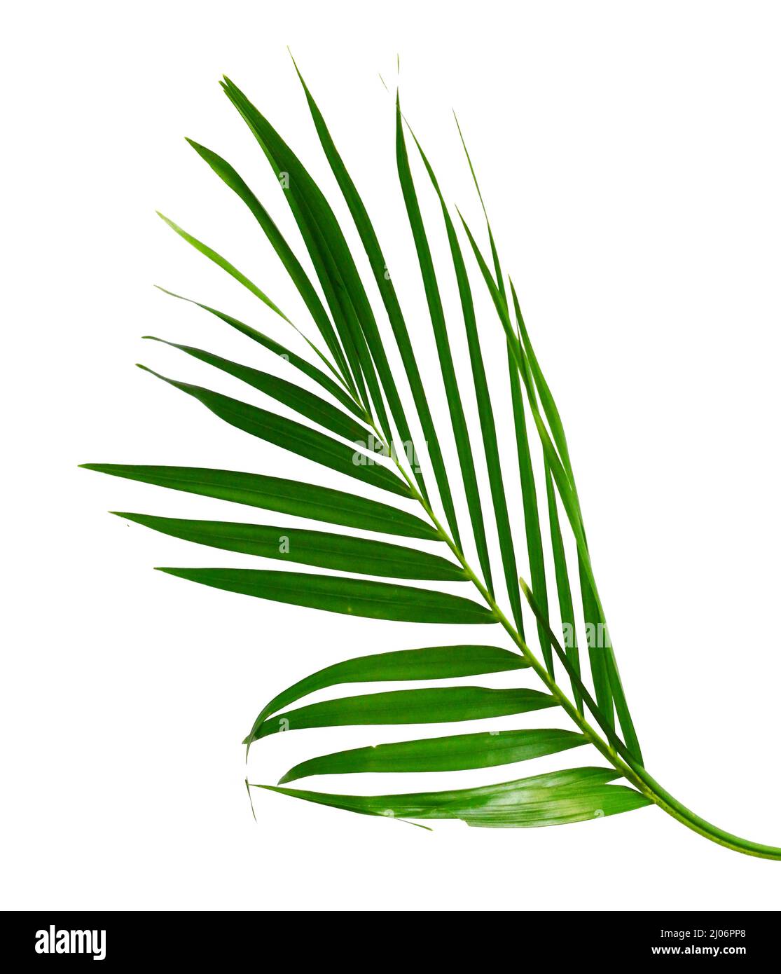 very beautiful leaf Stock Photo - Alamy