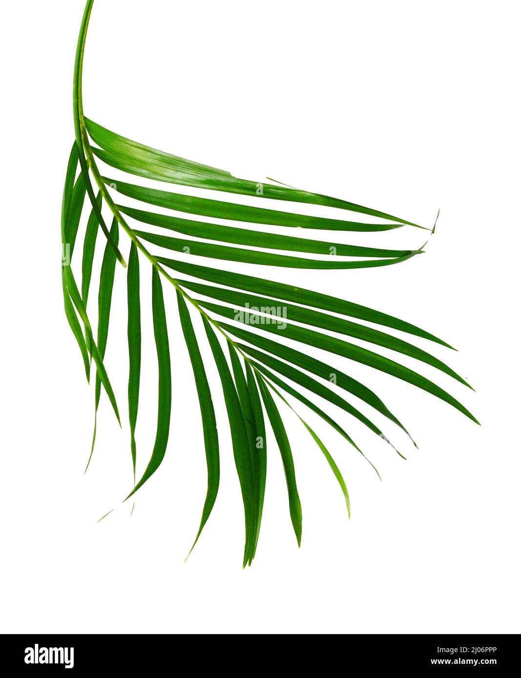 Beautiful leaf Cut Out Stock Images & Pictures - Alamy