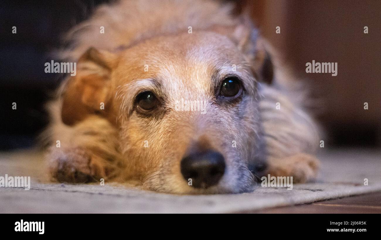 Closeup of the look of a fluffy, kind, ginger dog resting on the ground ...