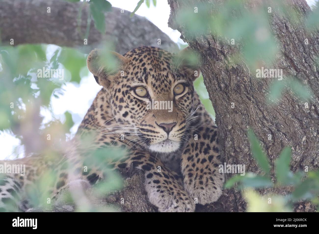 leopard in tree Stock Photo - Alamy
