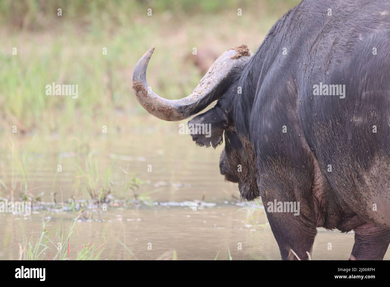 African buffalo hunting trophy hi-res stock photography and images - Alamy