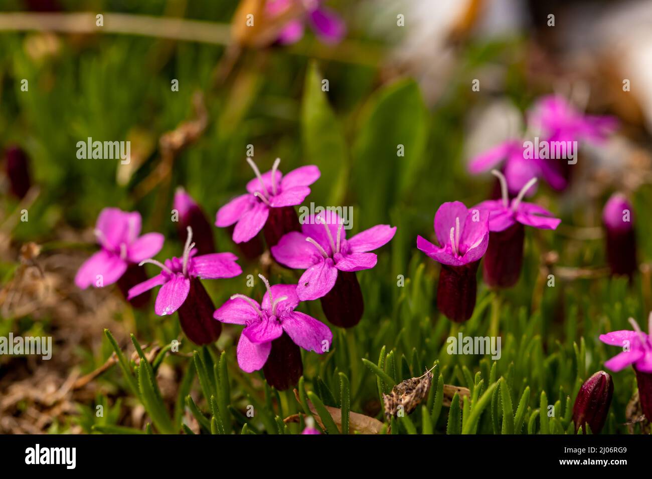 Silene acaulis leaf hi-res stock photography and images - Alamy