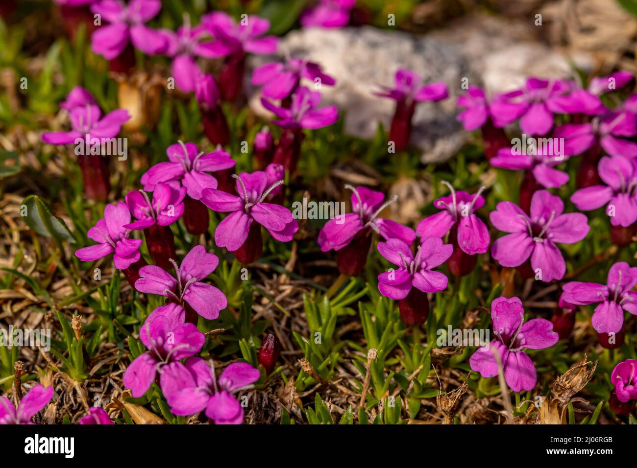 Silene acaulis leaf hi-res stock photography and images - Alamy