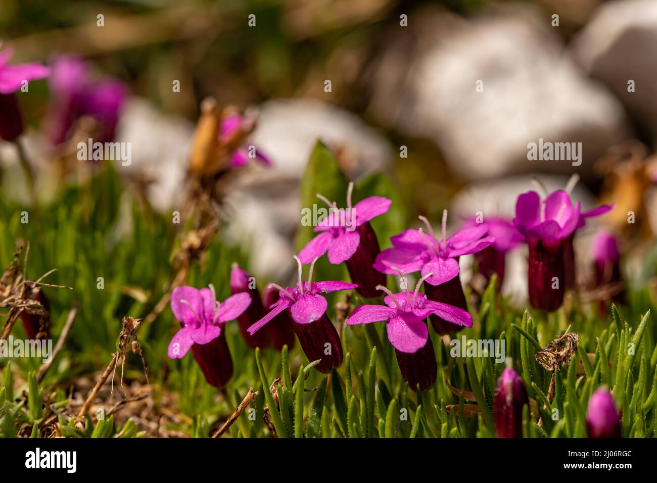Silene acaulis leaf hi-res stock photography and images - Alamy