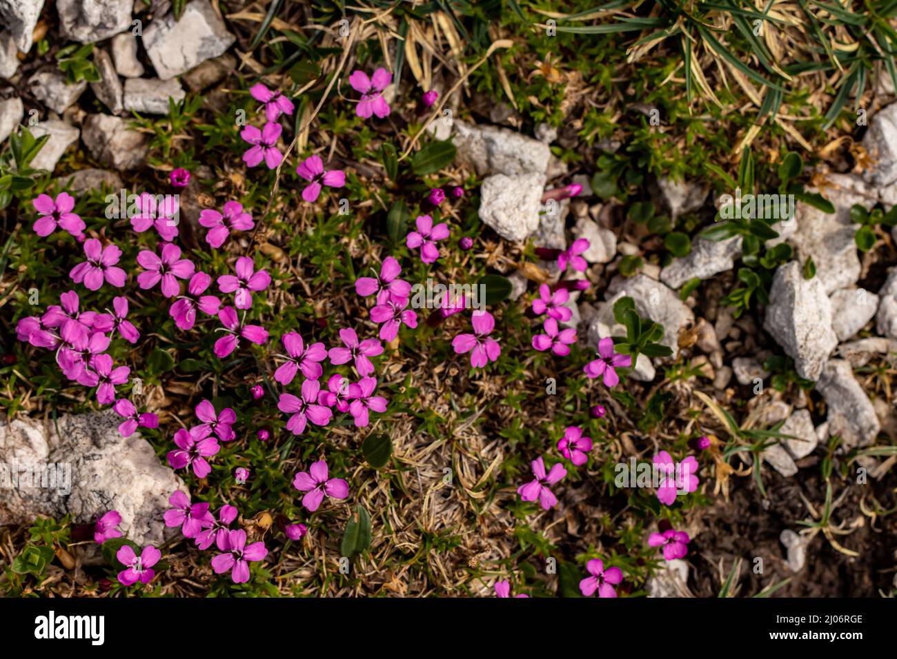 Silene acaulis leaf hi-res stock photography and images - Alamy