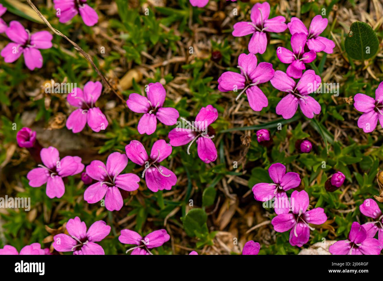 Silene acaulis leaf hi-res stock photography and images - Alamy