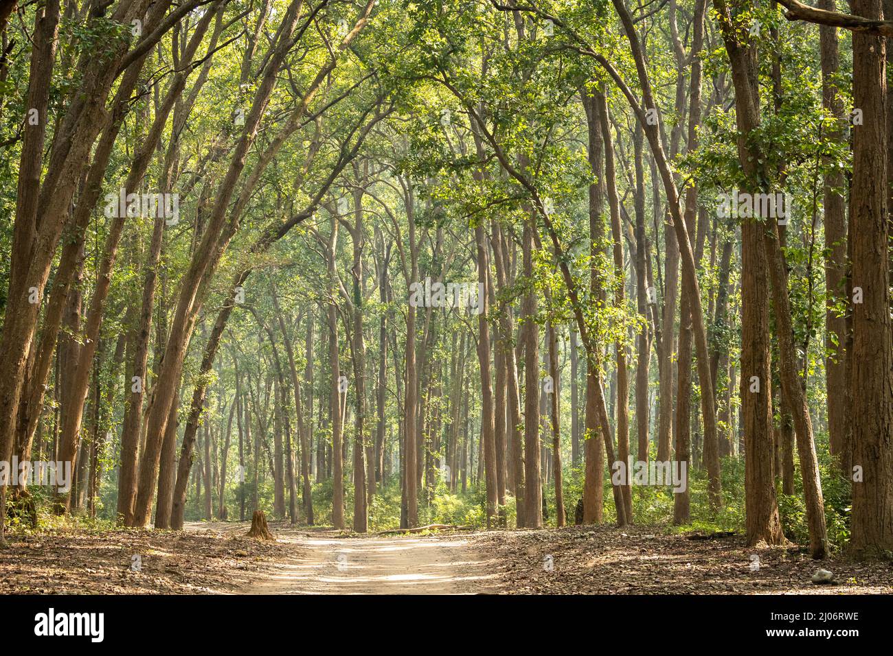 Indian jungle canopy hi-res stock photography and images - Alamy