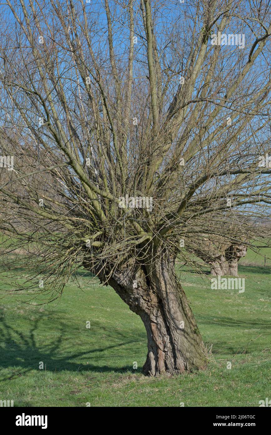 common osier (salix viminalis),traditional tree in Rhineland,Germany ...