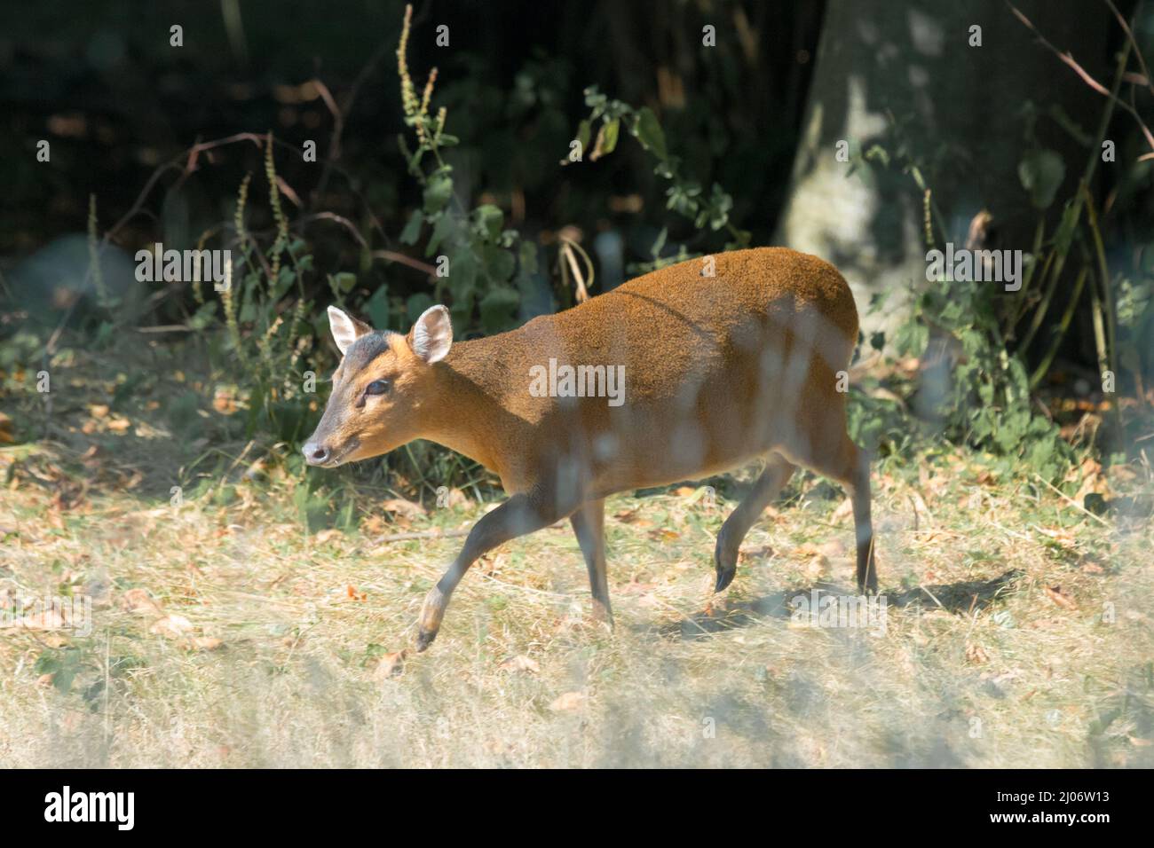 The little muntjac (Muntiacus reevesi) trots across the open grassland ...