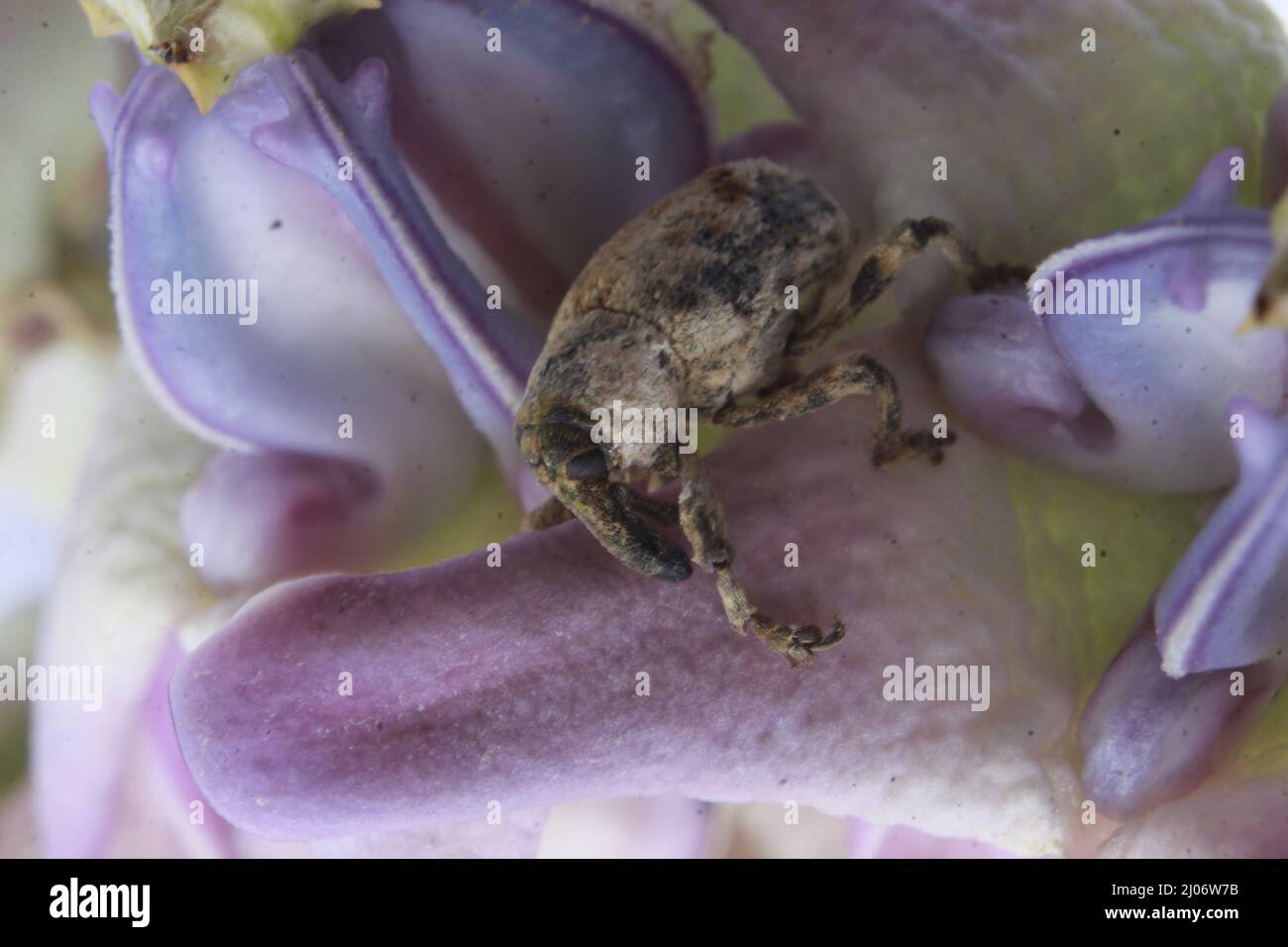 Image beetles hi-res stock photography and images - Alamy