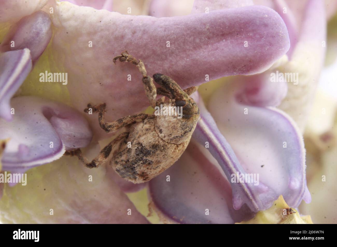 Image beetles hi-res stock photography and images - Alamy