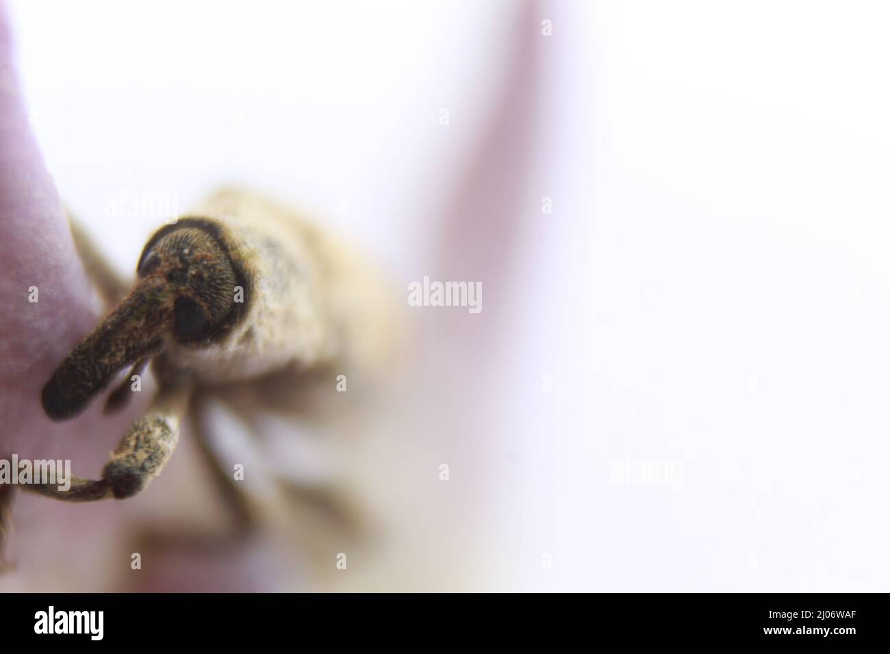 Insect beetle macro lixus concavus hi-res stock photography and images ...