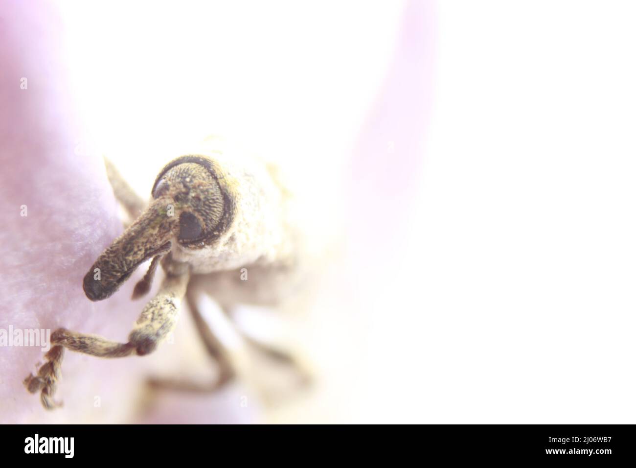 True weevil curculionidae hi-res stock photography and images - Alamy