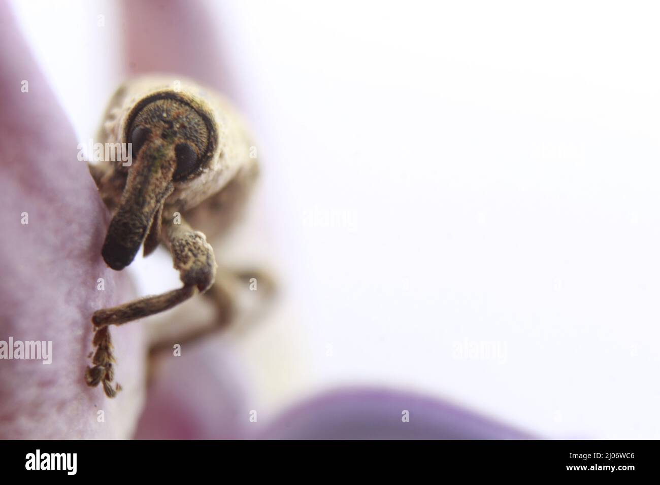 Weevils true weevils hi-res stock photography and images - Alamy