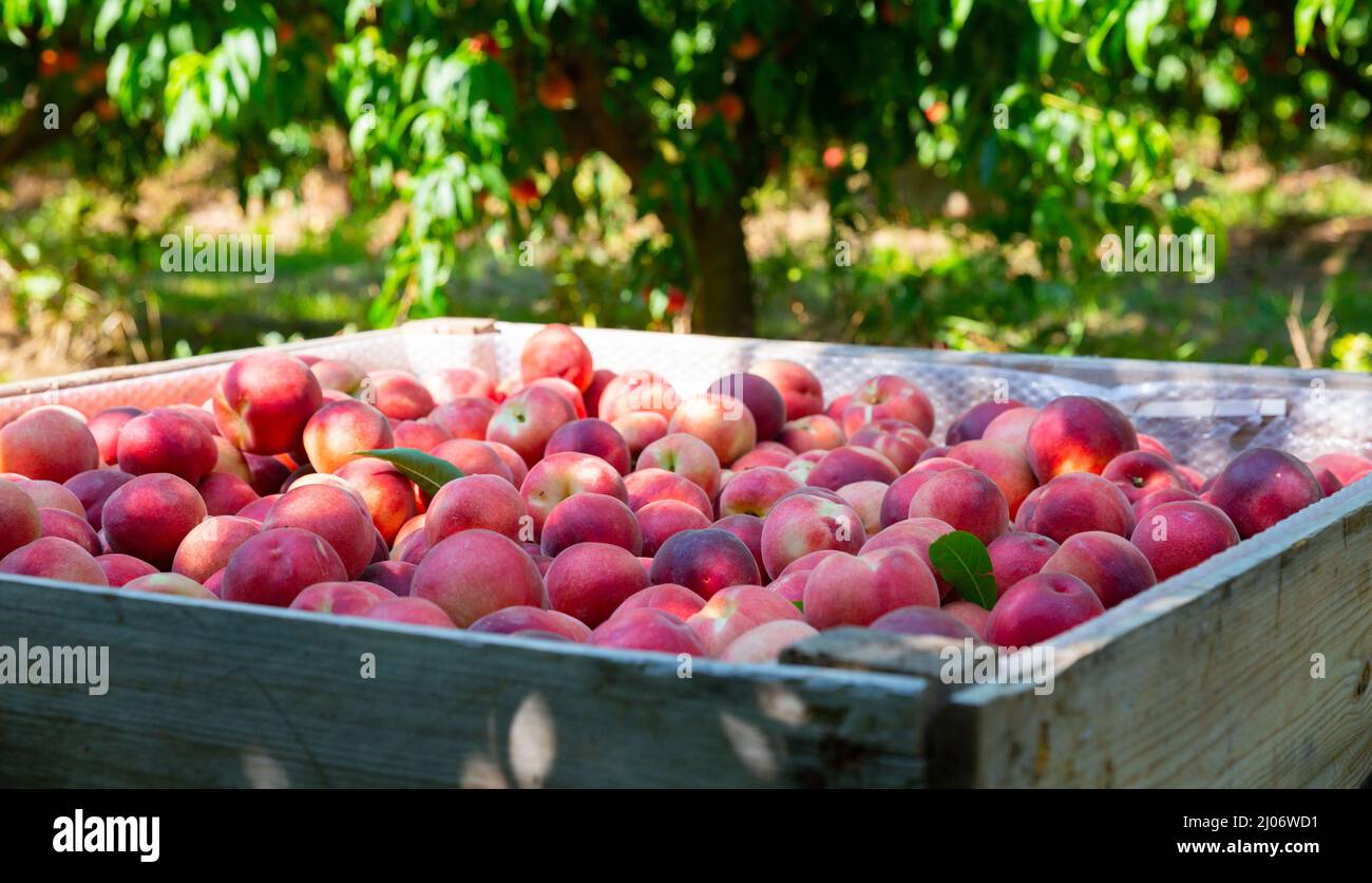 Rich farm harvest. Closeup of freshly harvested ripe peaches in large ...