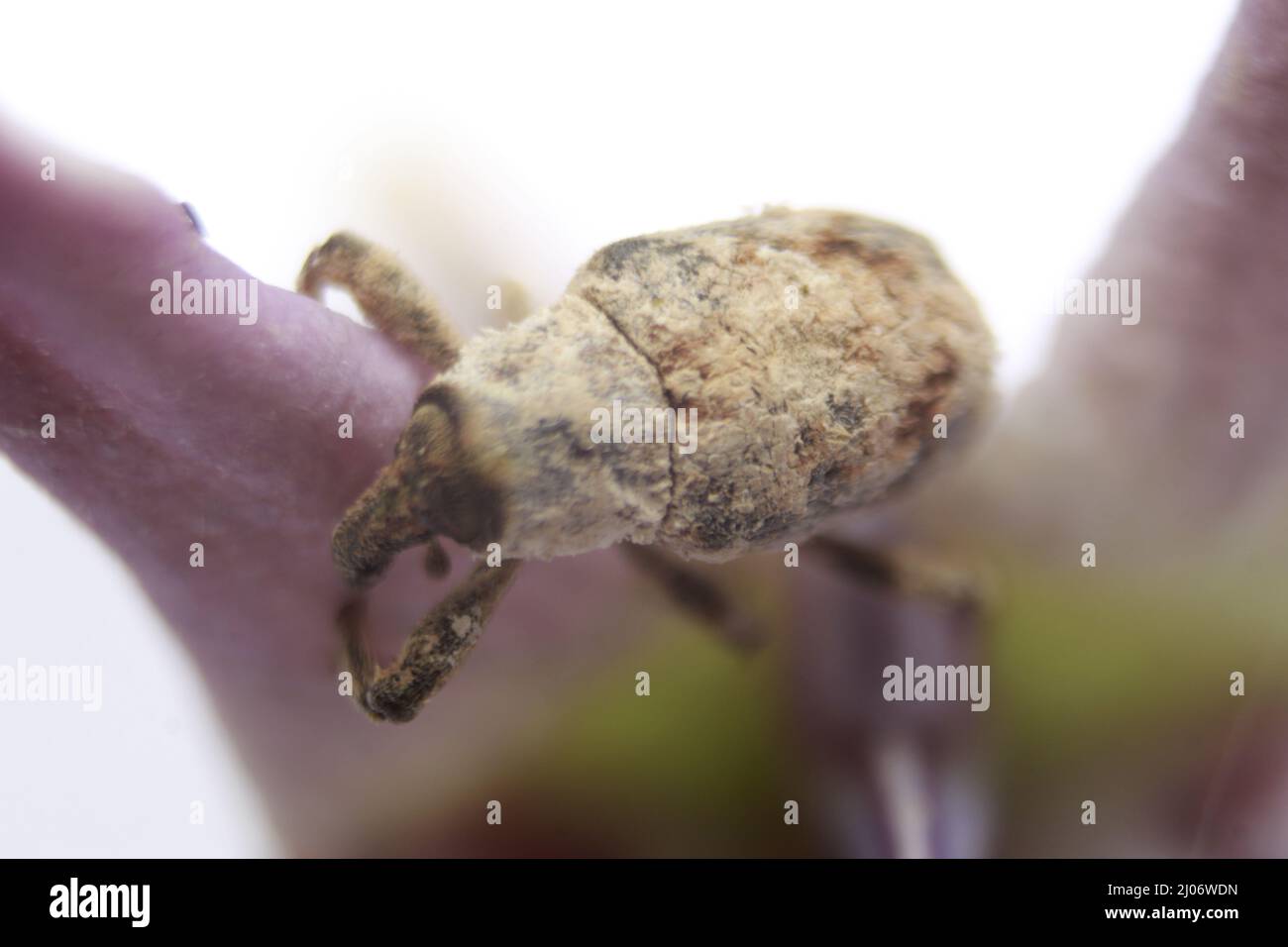 Macro closeup of a Weevil (Lixus concavus) on a pink crown flower ...